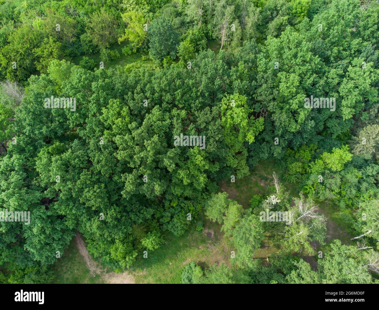 Aerial view oak tree hi-res stock photography and images - Alamy