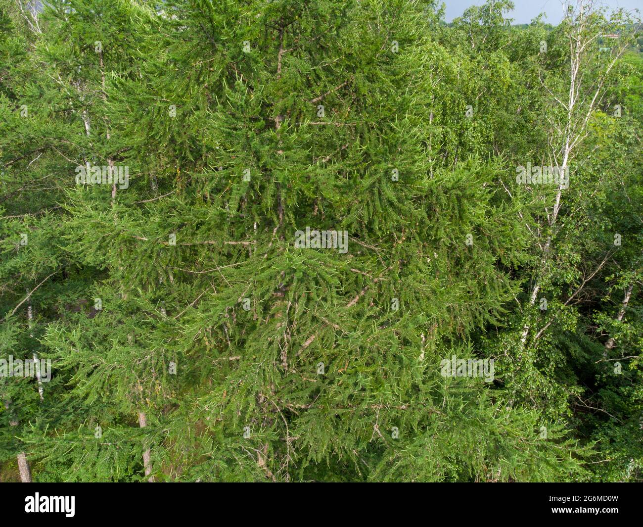 Spruce green young trees branches fur close-up in forest, aerial view ...