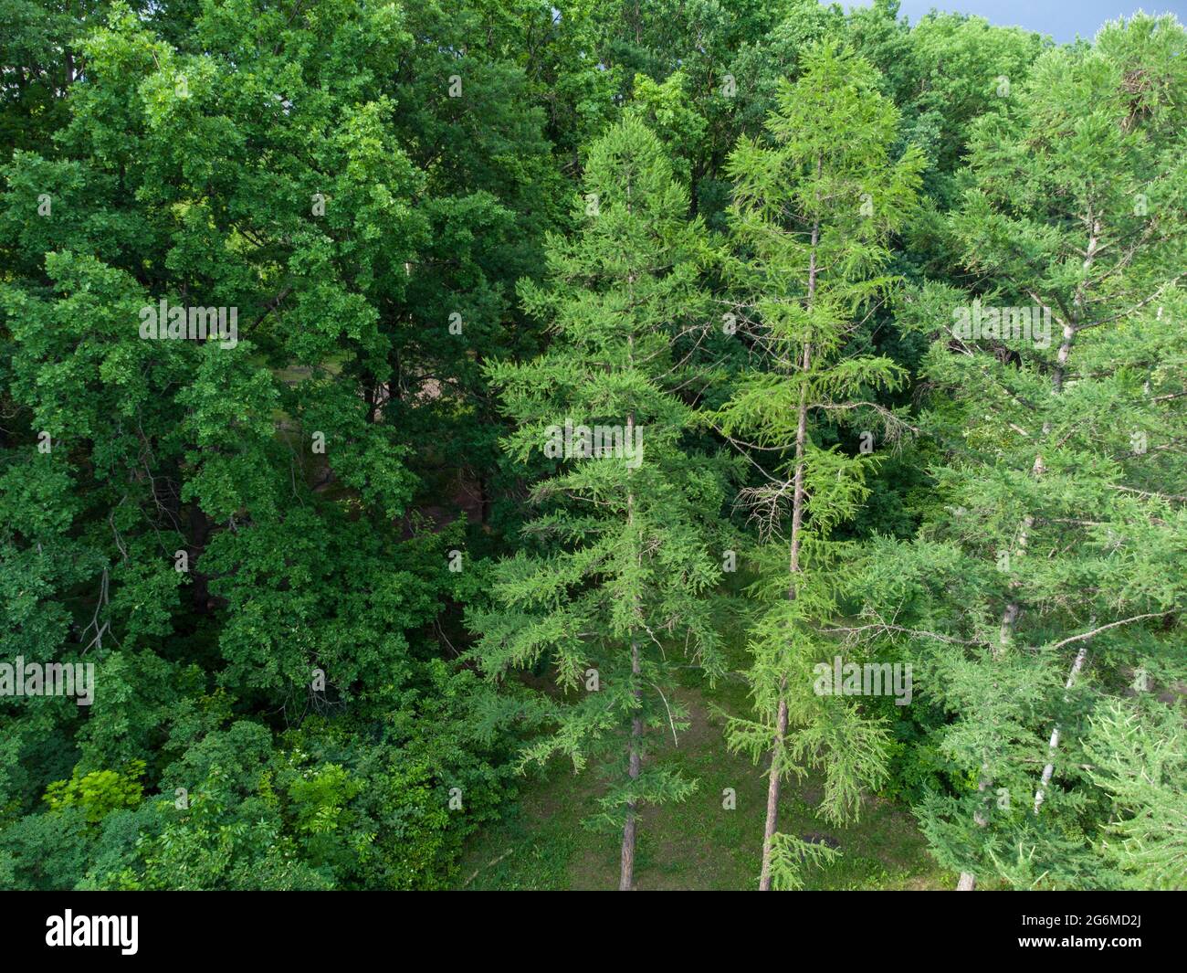 Fir tree tops hi-res stock photography and images - Alamy