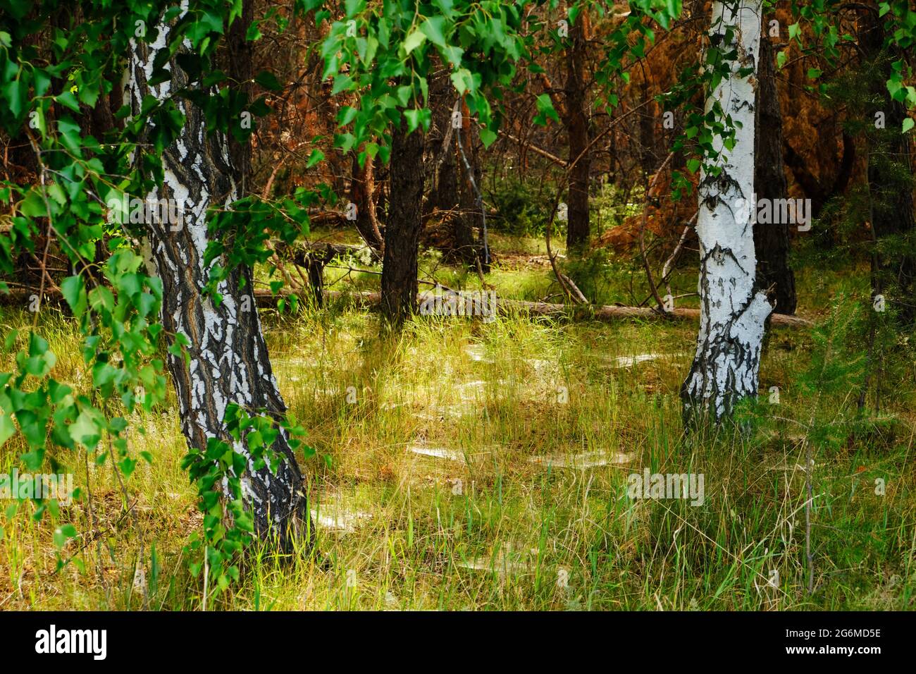 Two birch trees in a pine forest, sunlight through branches Stock Photo ...