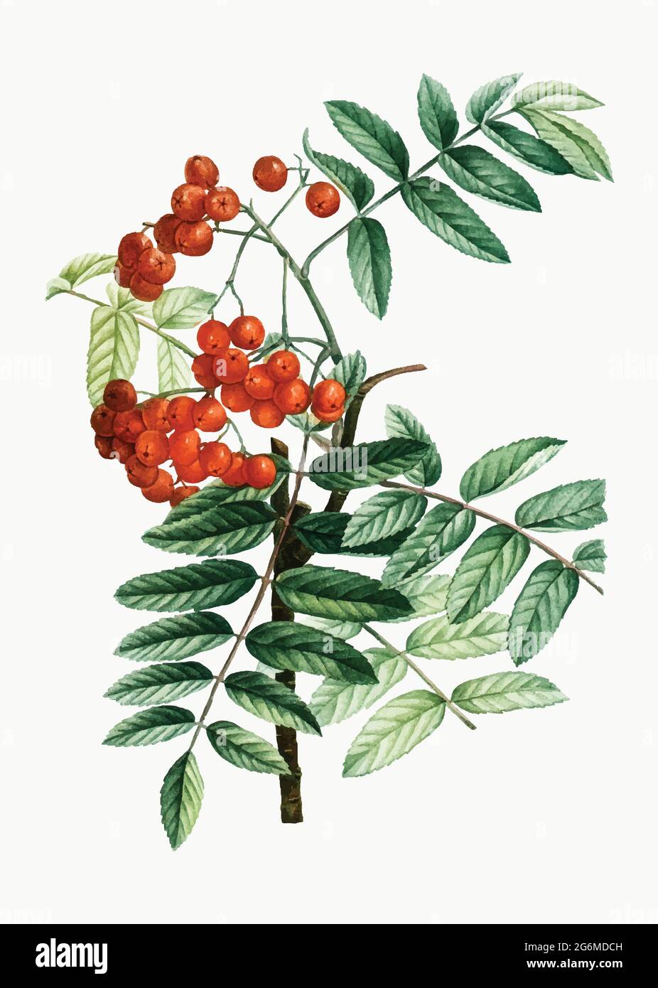 Ash Tree Botanical Drawing High Resolution Stock Photography and Images ...