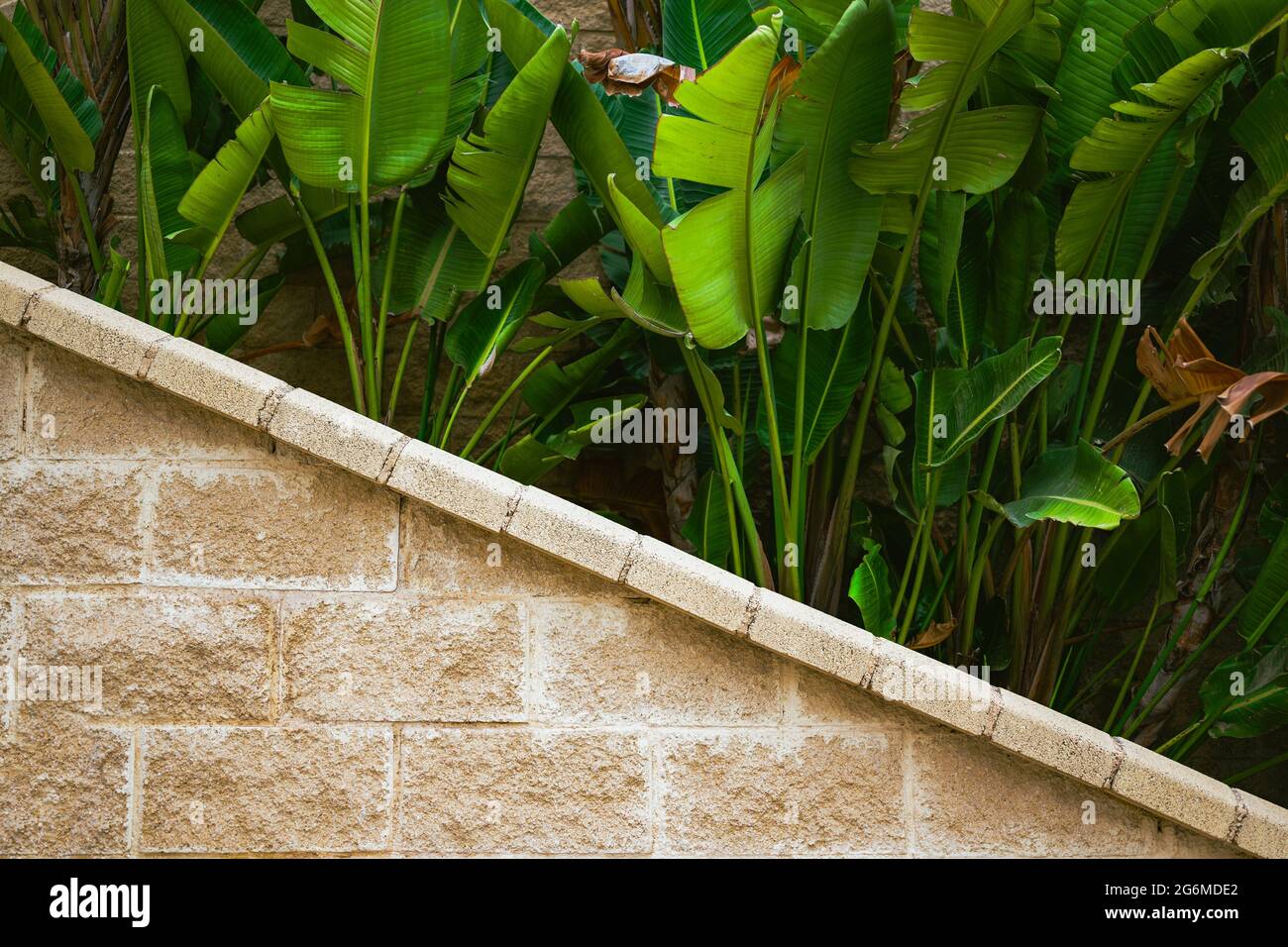 tropical plants outside with a diagonal wall in front. abstract ...