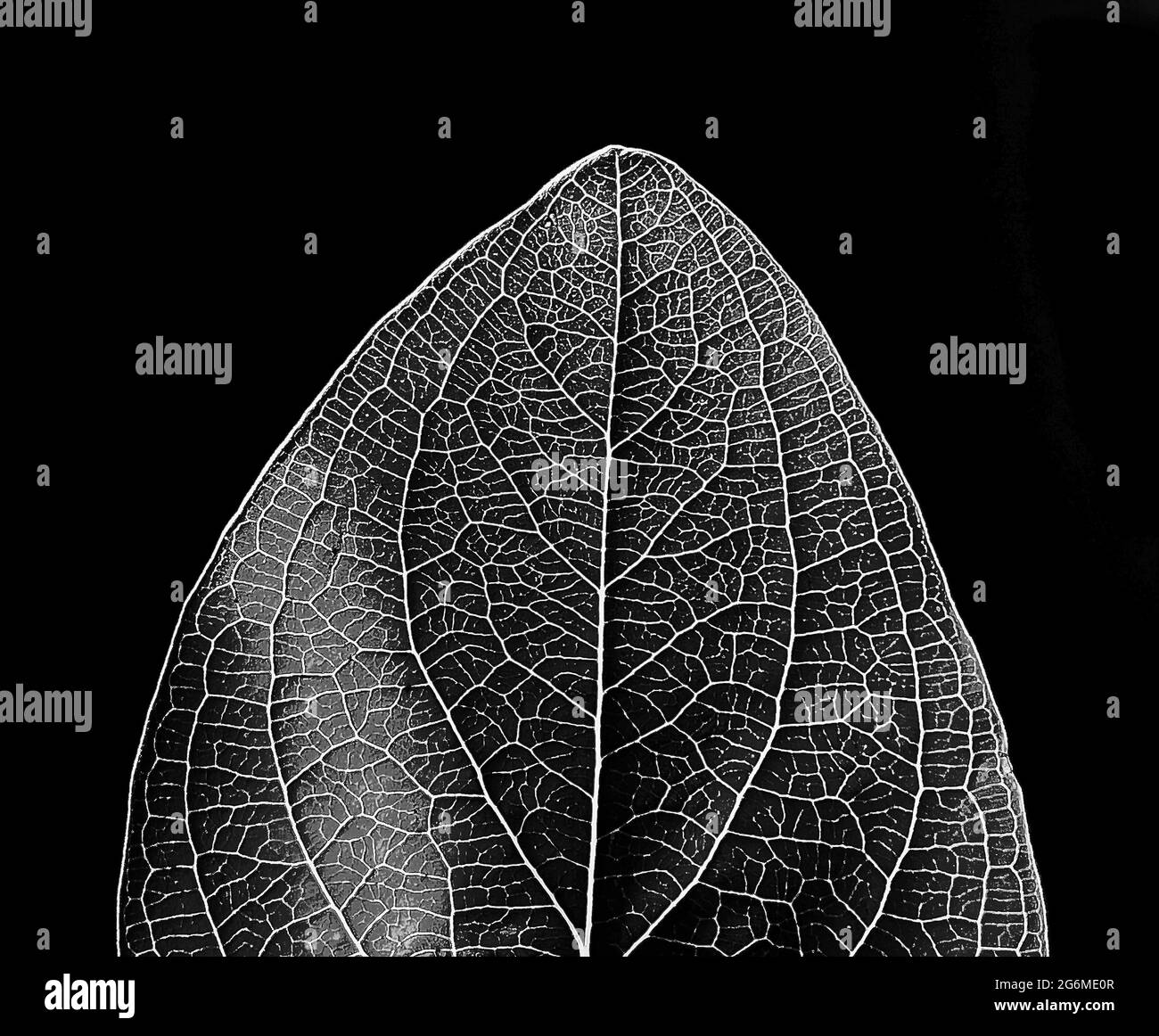 Black and white leaf veins hi-res stock photography and images - Alamy