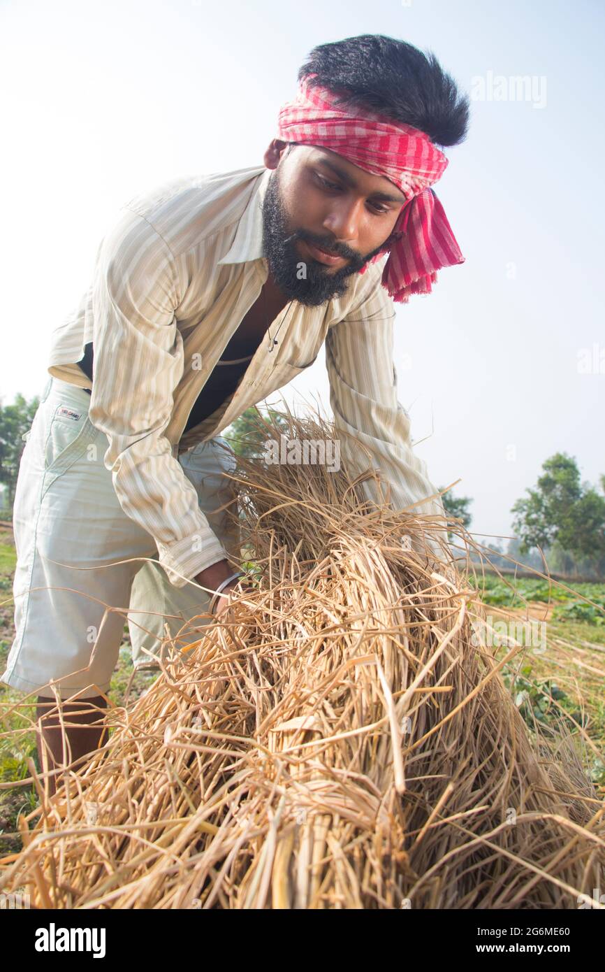 Indian male farm worker harvesting the rice crop Stock Photo - Alamy