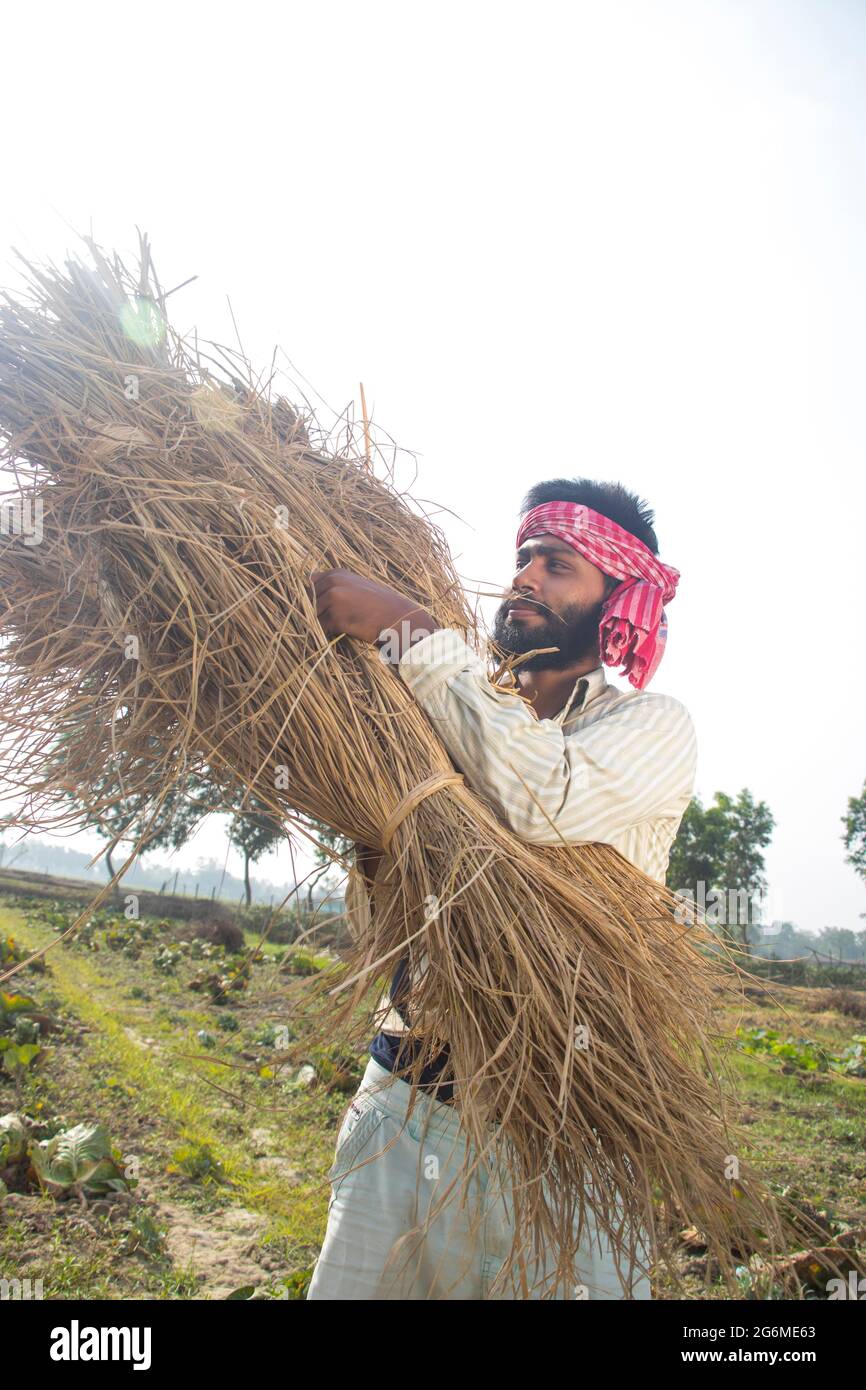 Indian male farm worker harvesting the rice crop Stock Photo - Alamy