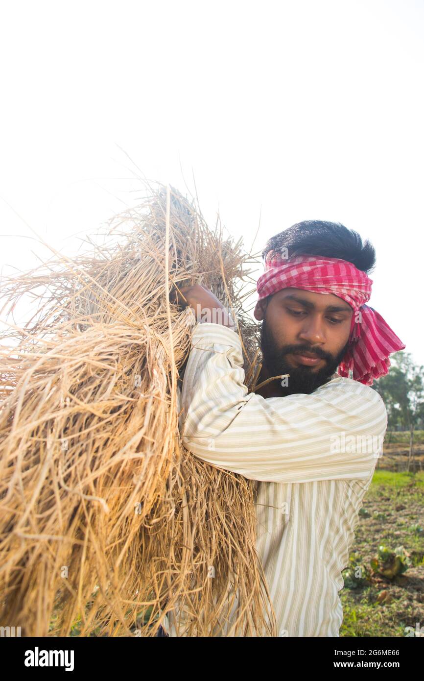 Indian male farm worker harvesting the rice crop Stock Photo - Alamy