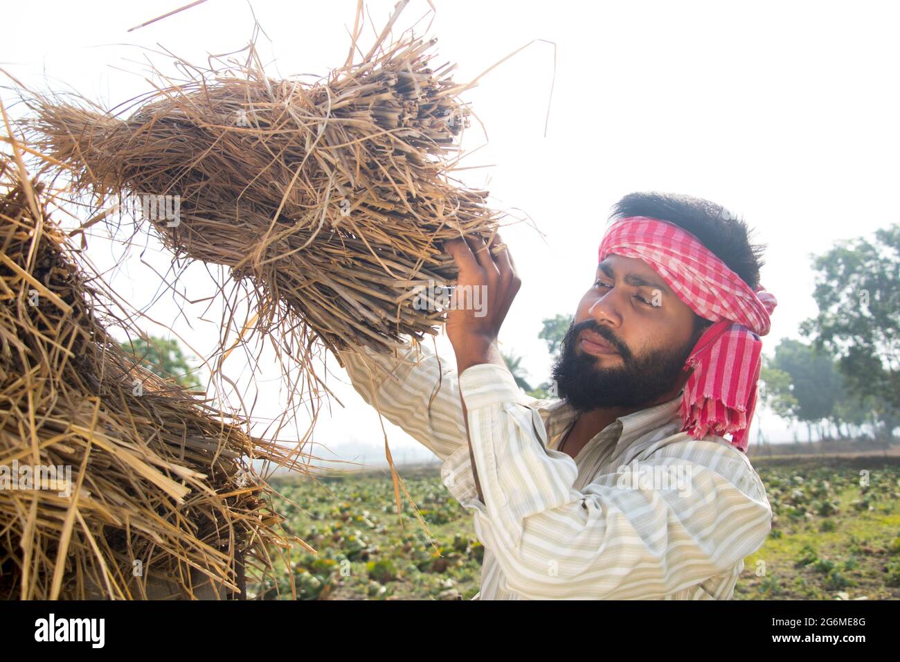 Indian male farm worker harvesting the rice crop Stock Photo - Alamy