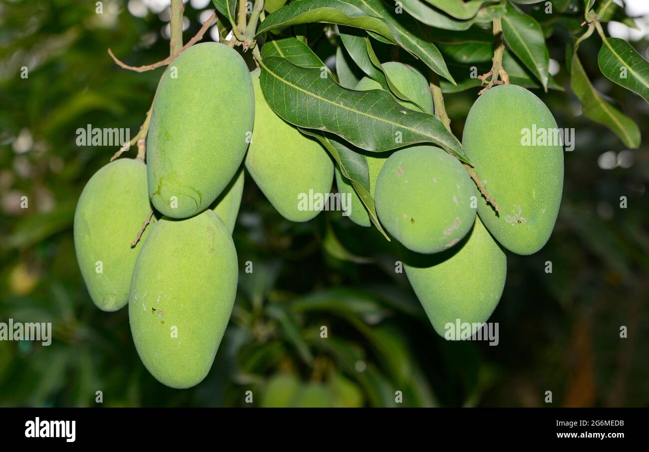 Fresh Green Mango fruit hang on the Mango tree in the garden Stock ...