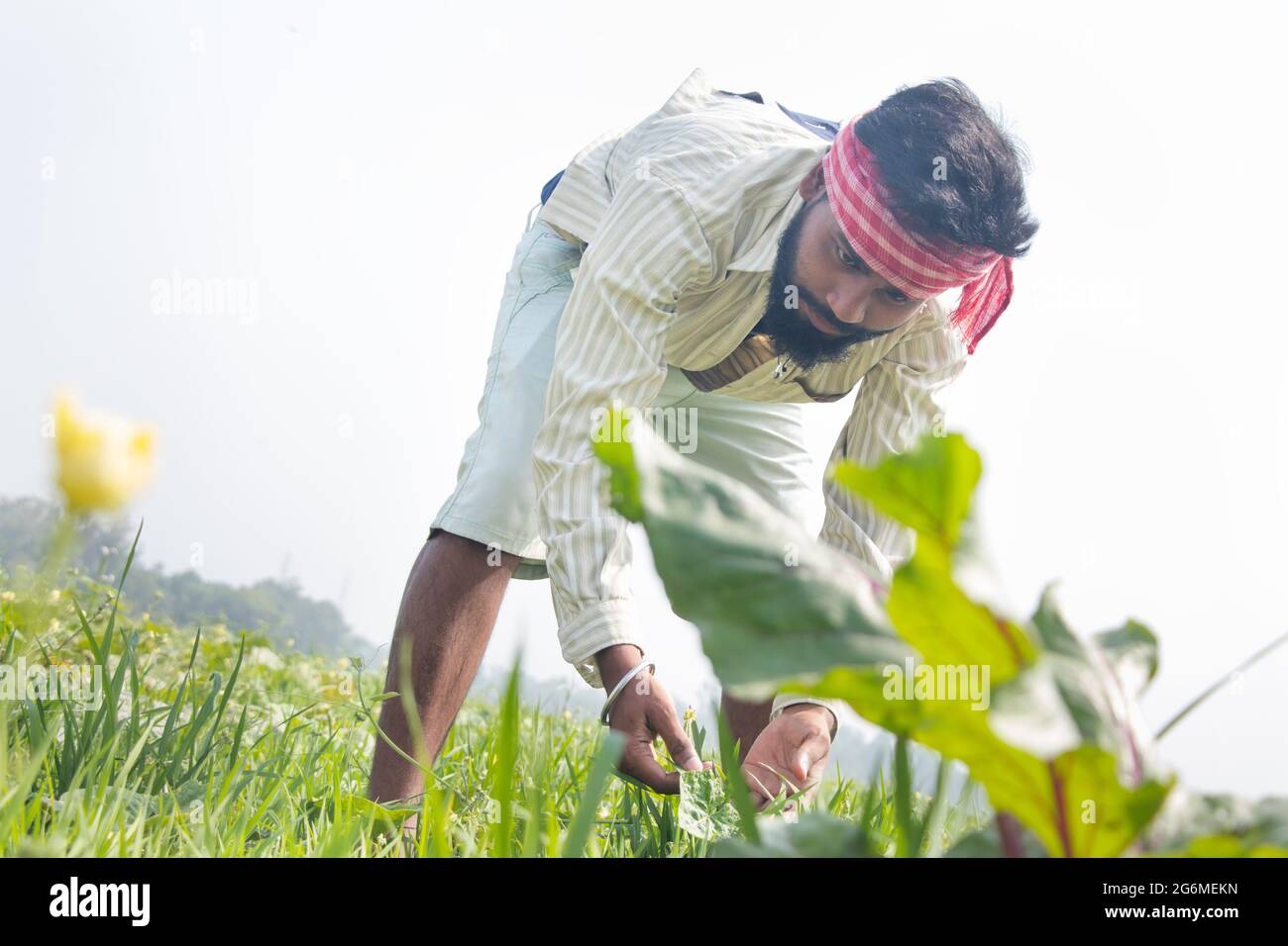 Indian Young Farmer working in their agriculture field Stock Photo - Alamy