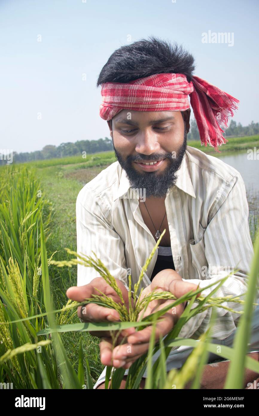 Indian Young Rural Farmer Holding ear of rice Stock Photo - Alamy