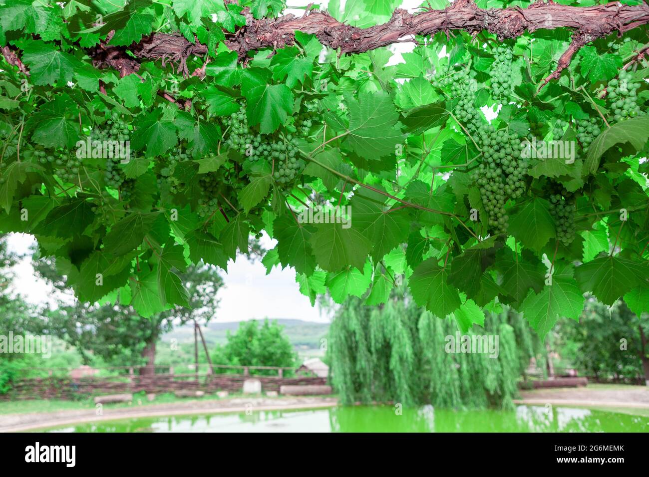 Green grapes on the vine . Idyllic rustic scene with winery Stock Photo ...