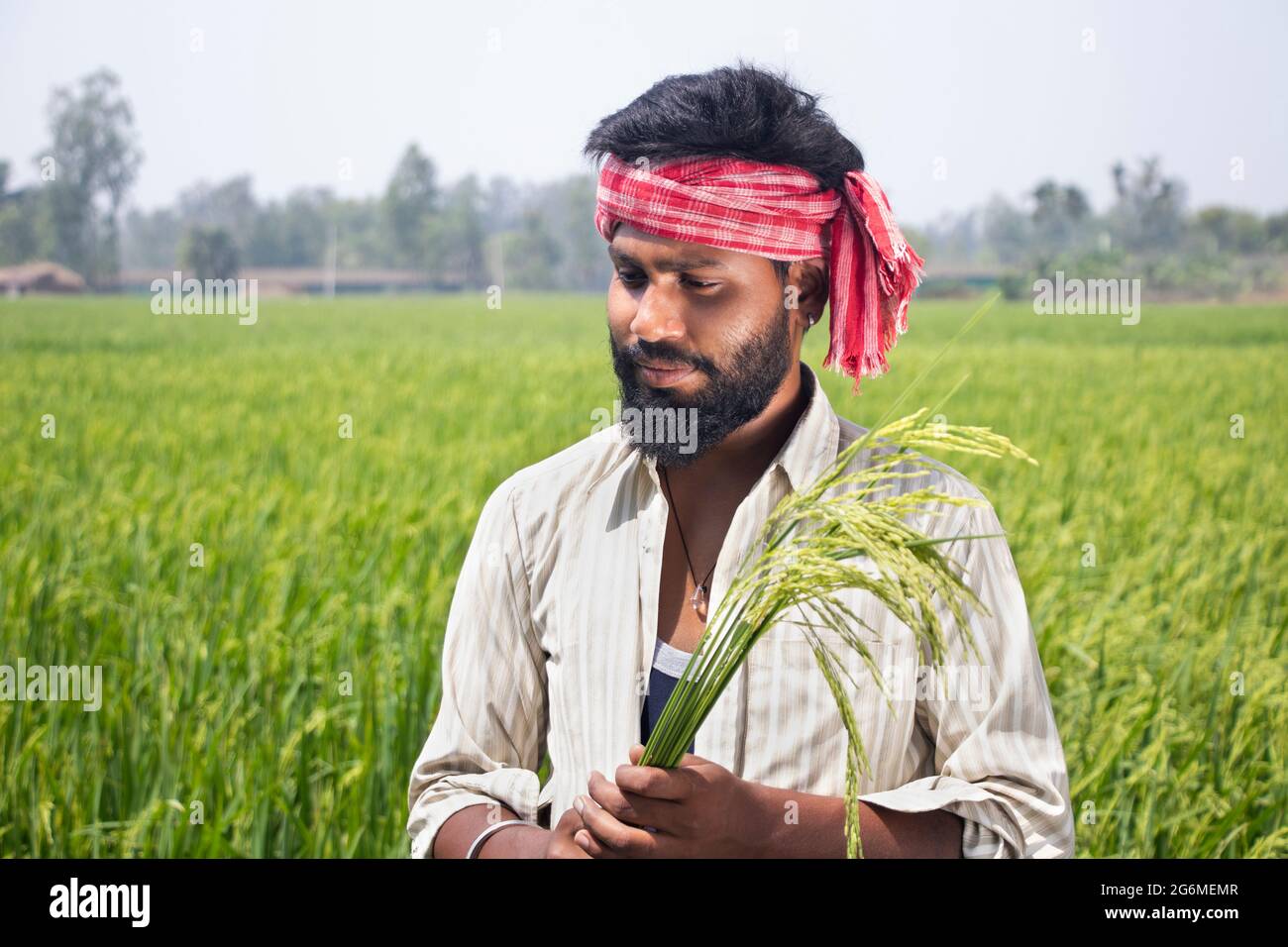 Indian Young Farmer holding ear of rice Stock Photo - Alamy