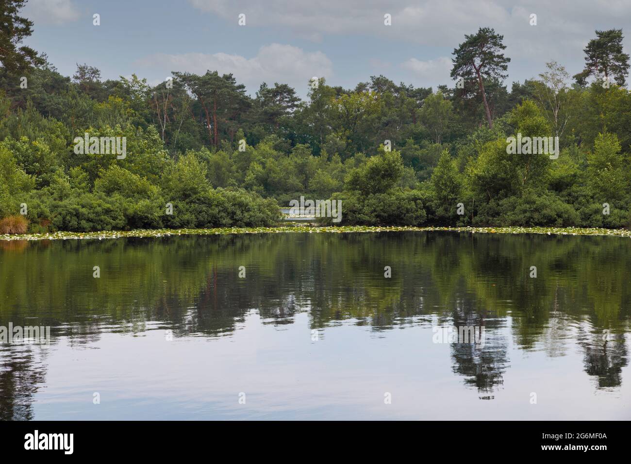 a pond with trees around and blue sky Stock Photo - Alamy