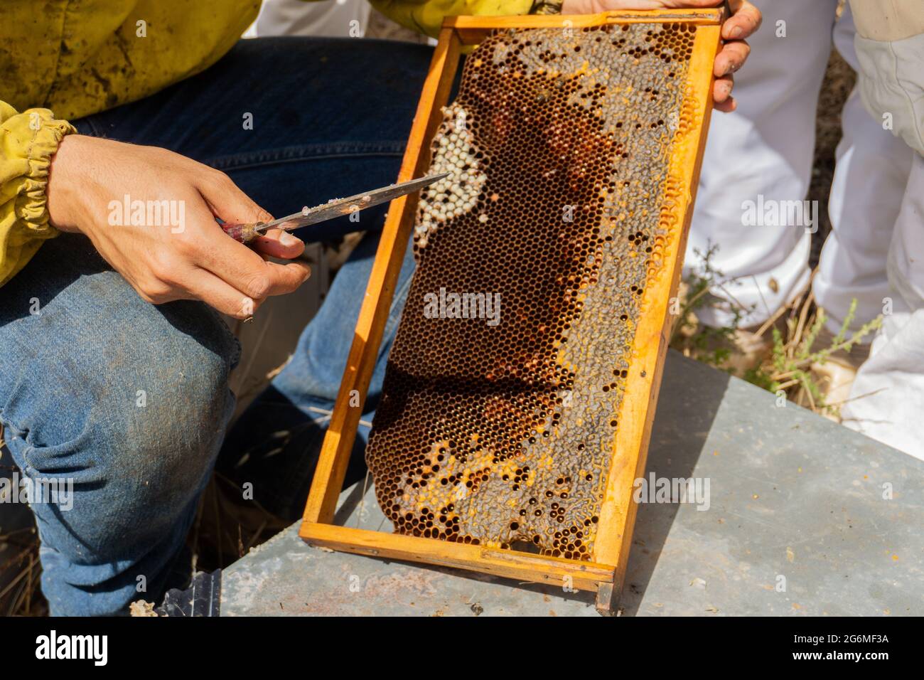 Ticks eggs hi-res stock photography and images - Alamy