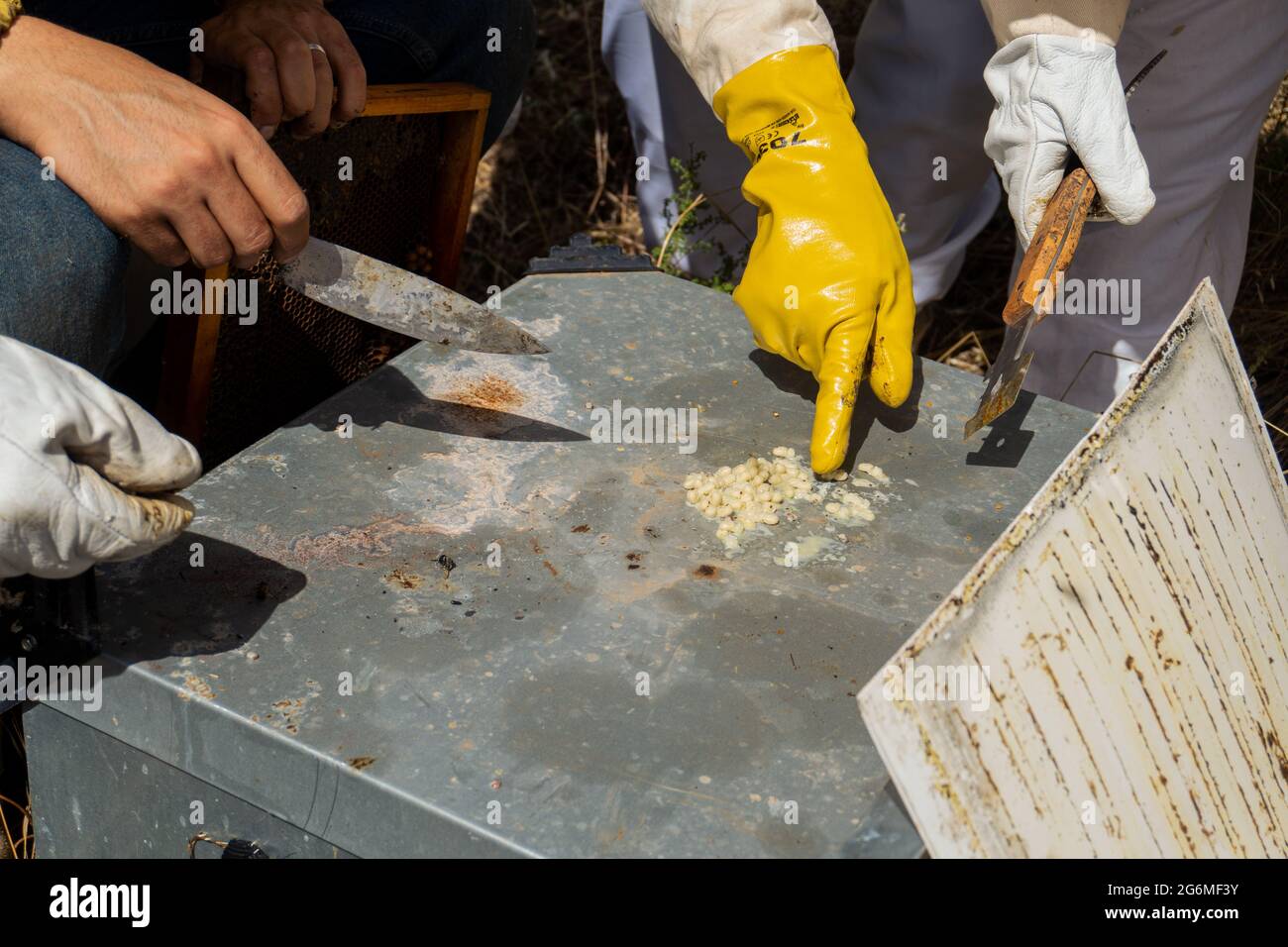 Bee eggs with ticks Stock Photo - Alamy