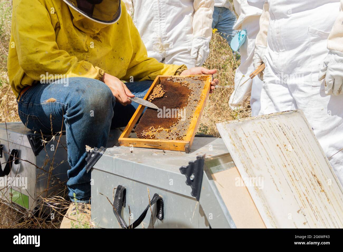 Ticks eggs hi-res stock photography and images - Alamy
