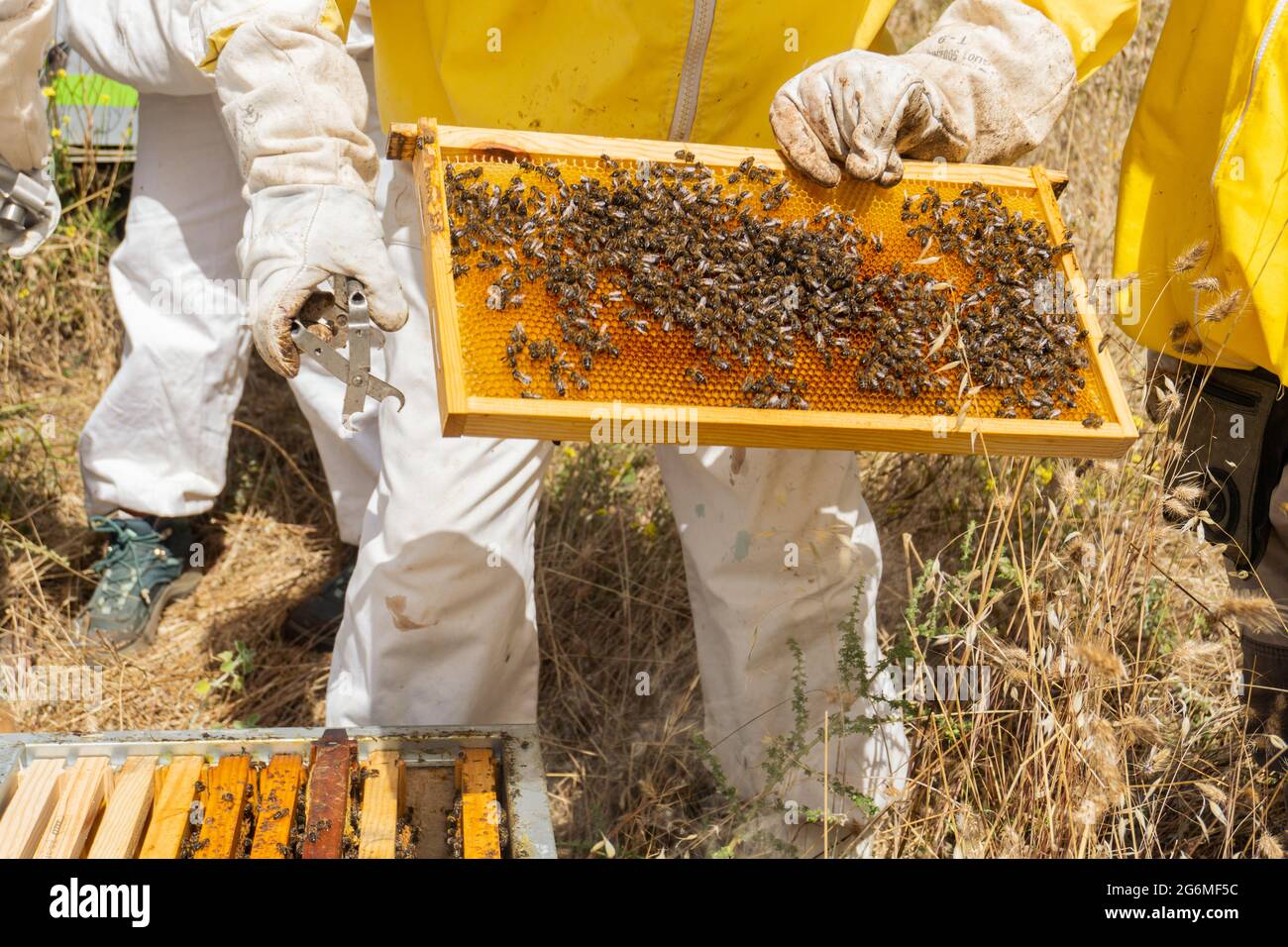 Equipped and protected beekeepers, working in a colony of bees ...