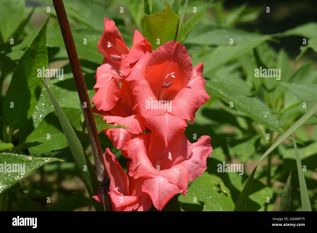 Gladiolus flower spikes in a variety of colors within the red ranges in ...