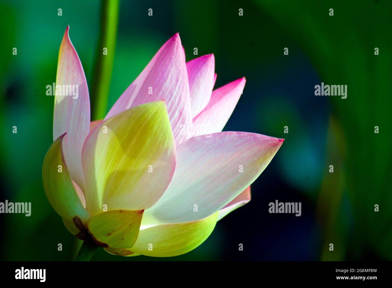 A close up of a Lotus flower Stock Photo - Alamy