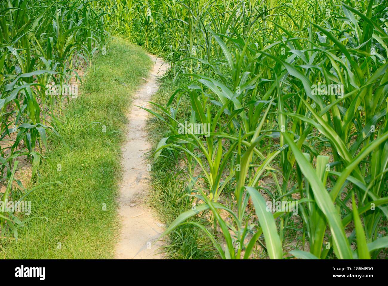 Path between fields in a village Stock Photo - Alamy
