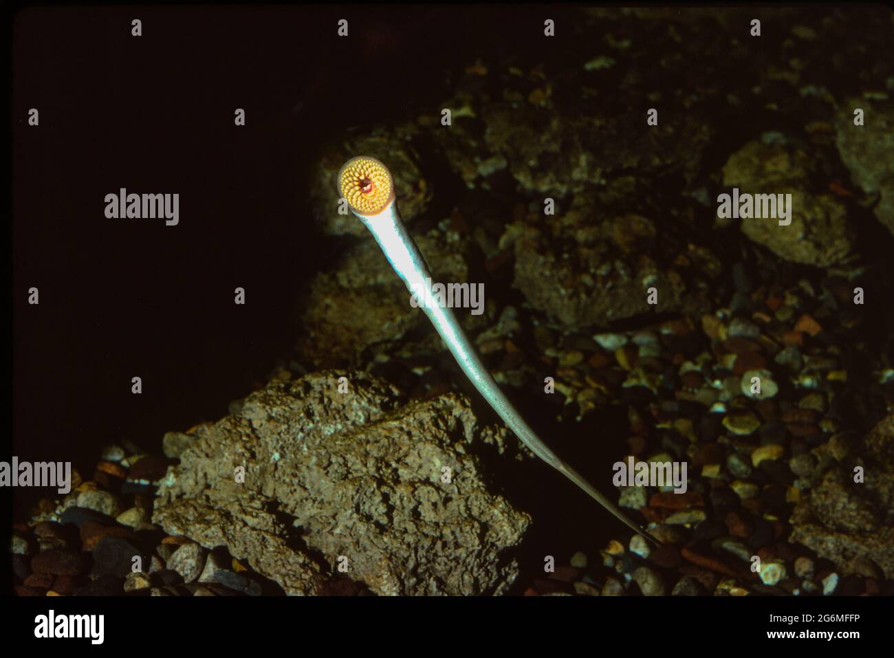 Sea lamprey hi-res stock photography and images - Alamy