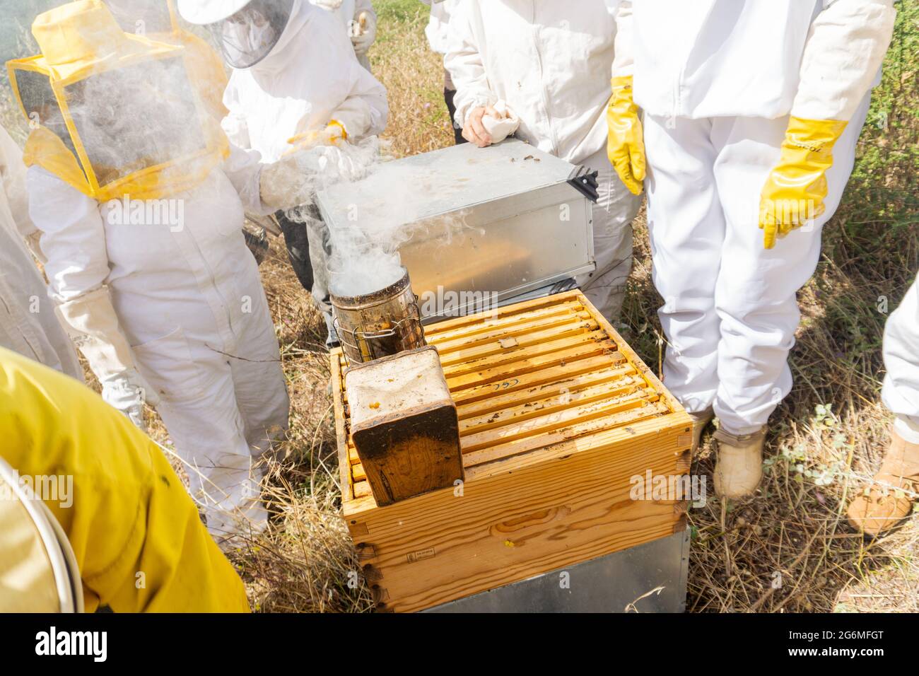 Beekeepers smoking the hives using a smoker Stock Photo - Alamy