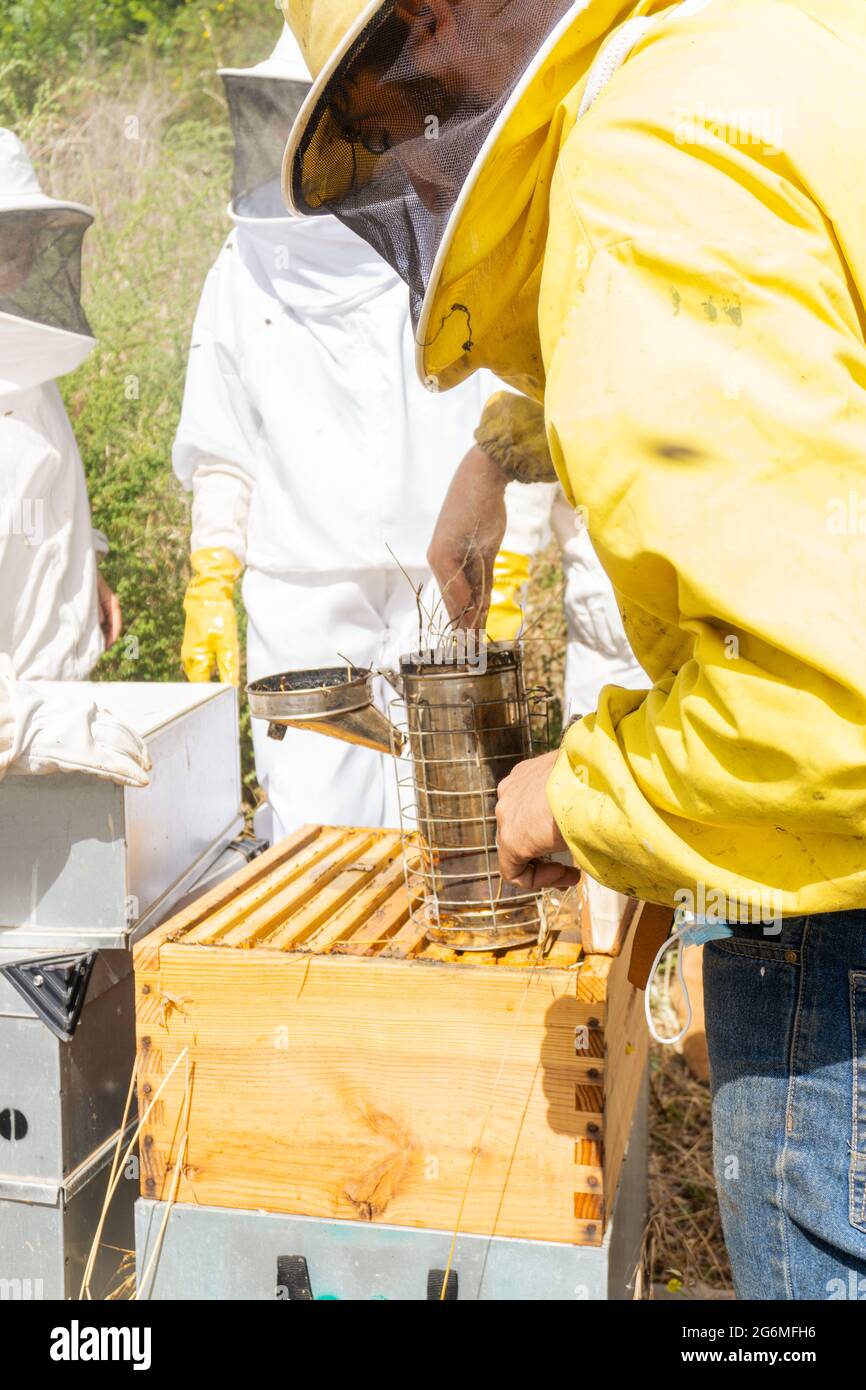 Beekeepers smoking the hives using a smoker Stock Photo - Alamy