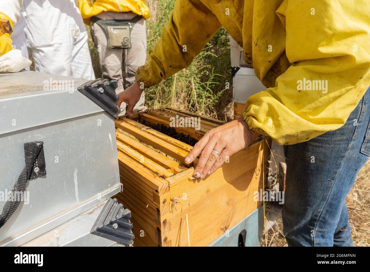 Beekeepers hard at work on an apiary. Modern beekeeping concept Stock ...
