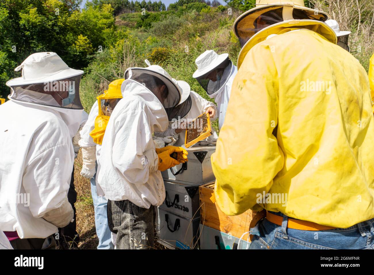 Group of beekeepers checking the production of horizontal hives Stock ...