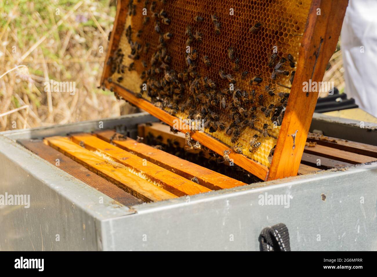 Beekeepers hard at work on an apiary. Modern beekeeping concept Stock ...