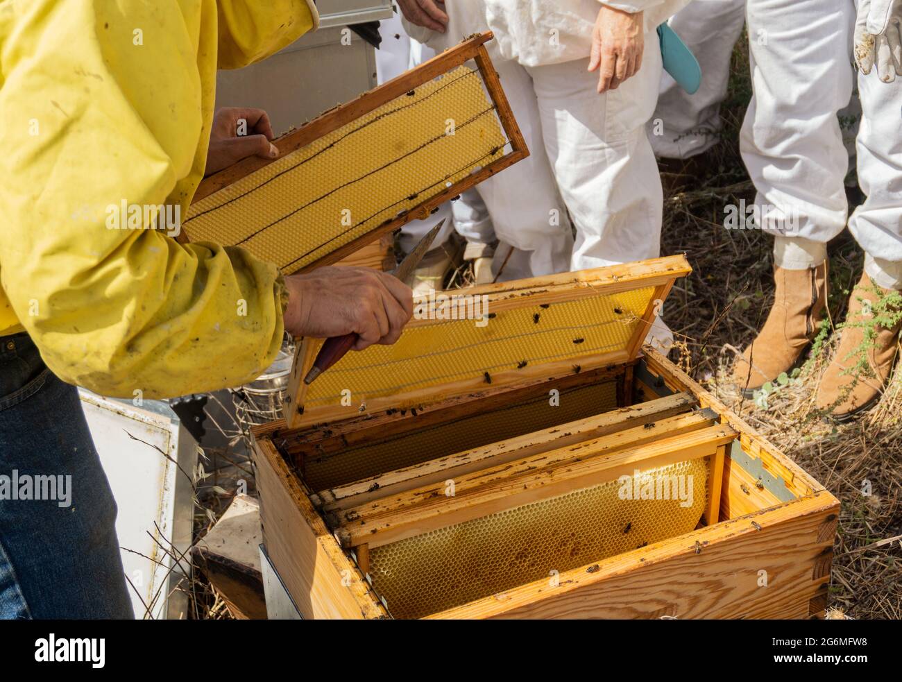 Beekeepers working on a bee hive inside an apiary. Modern beekeeping ...
