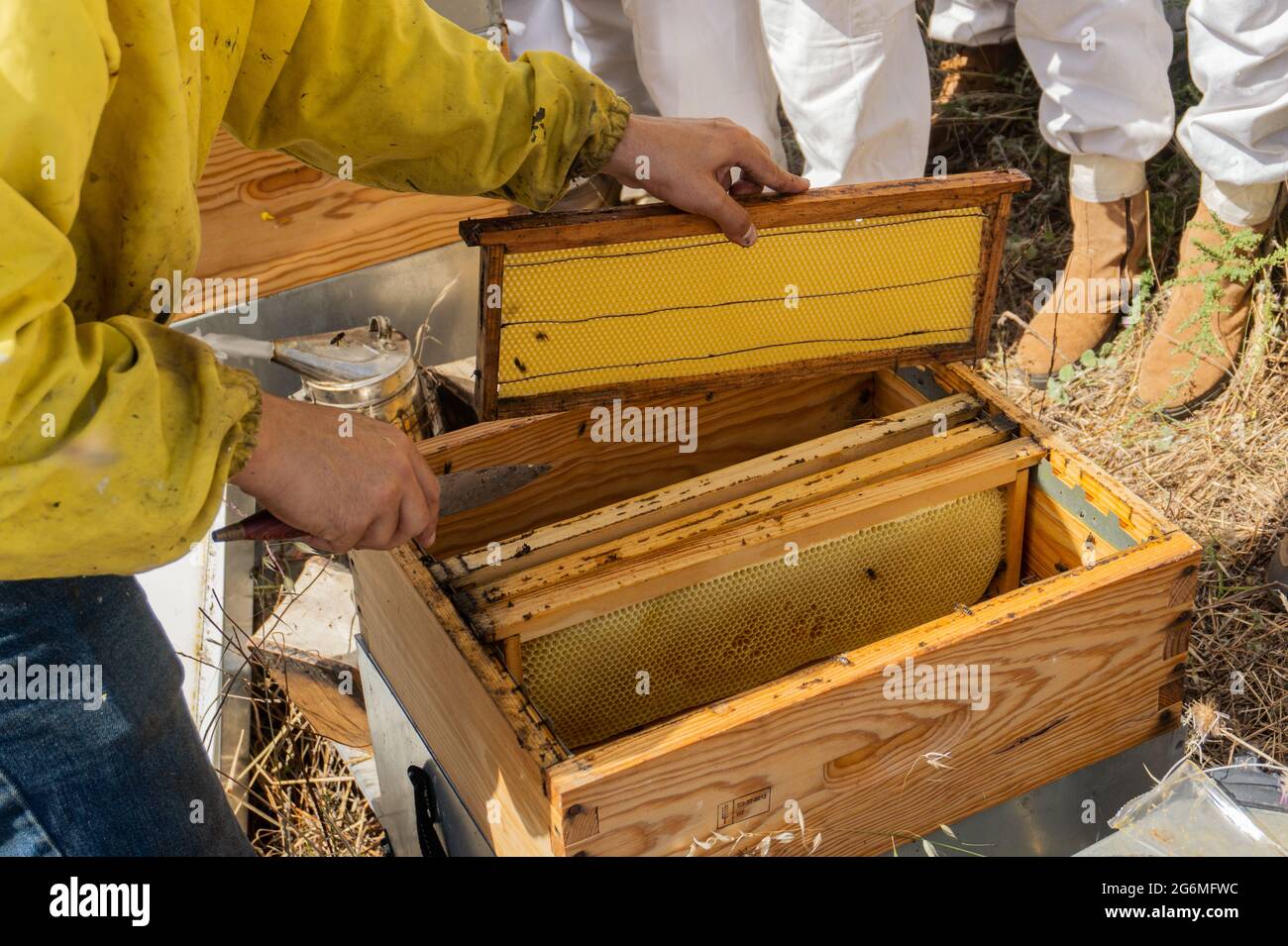 Beekeepers working on a bee hive inside an apiary. Modern beekeeping ...