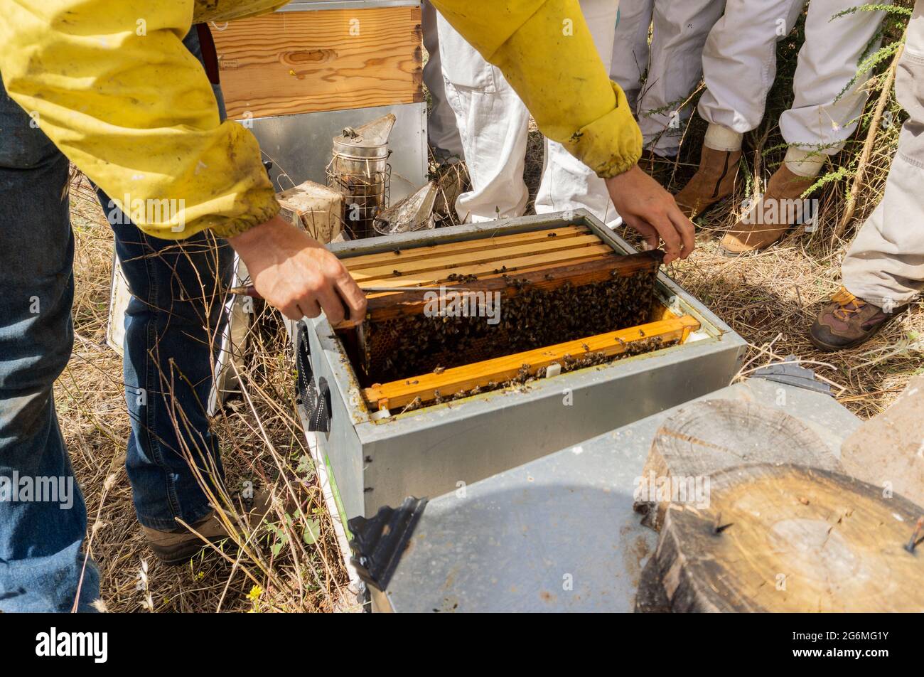 Beekeepers checking honey production. Modern beekeeping concept Stock ...