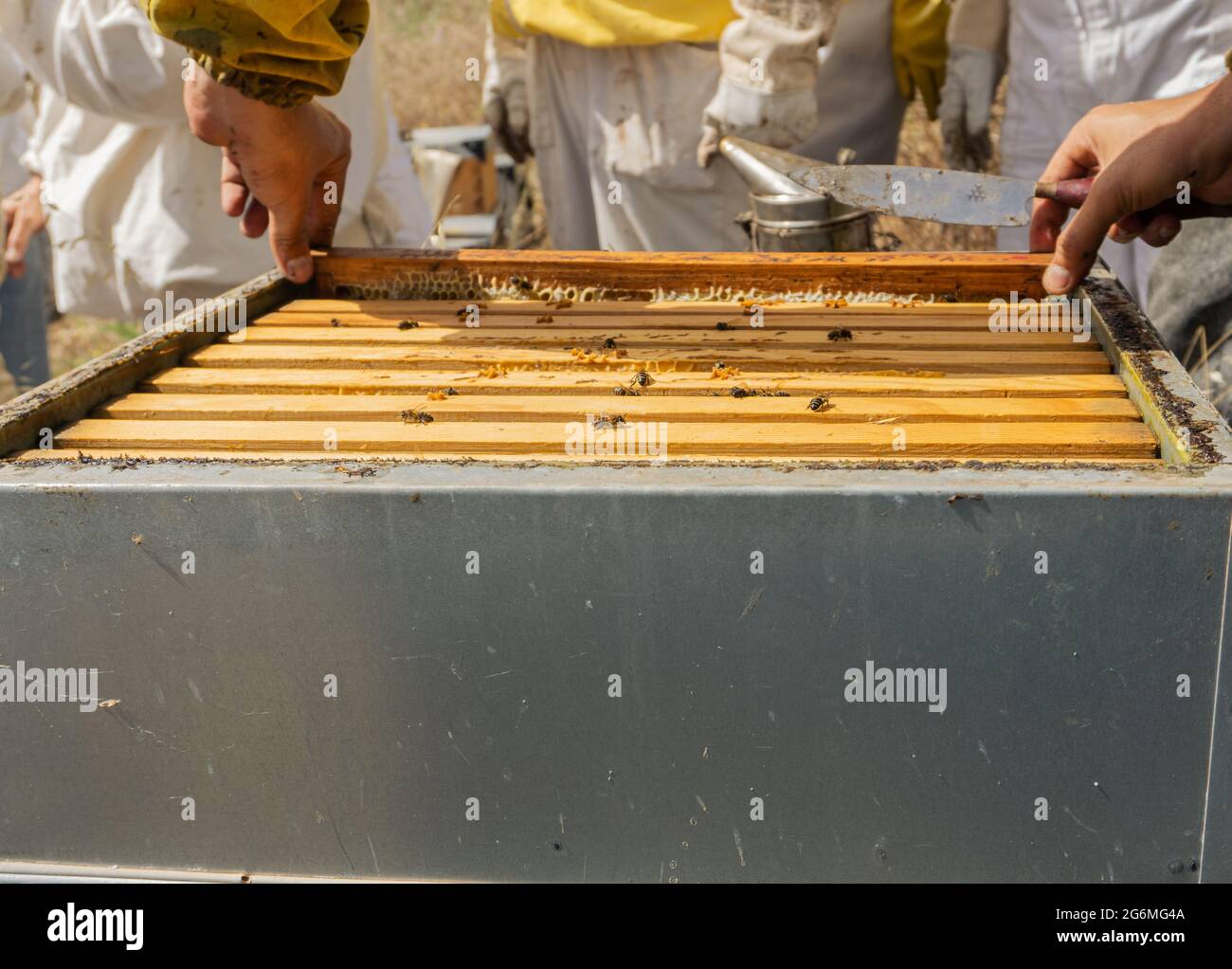 Horizontal hive of bees in an apiary. Modern beekeeping concept Stock ...