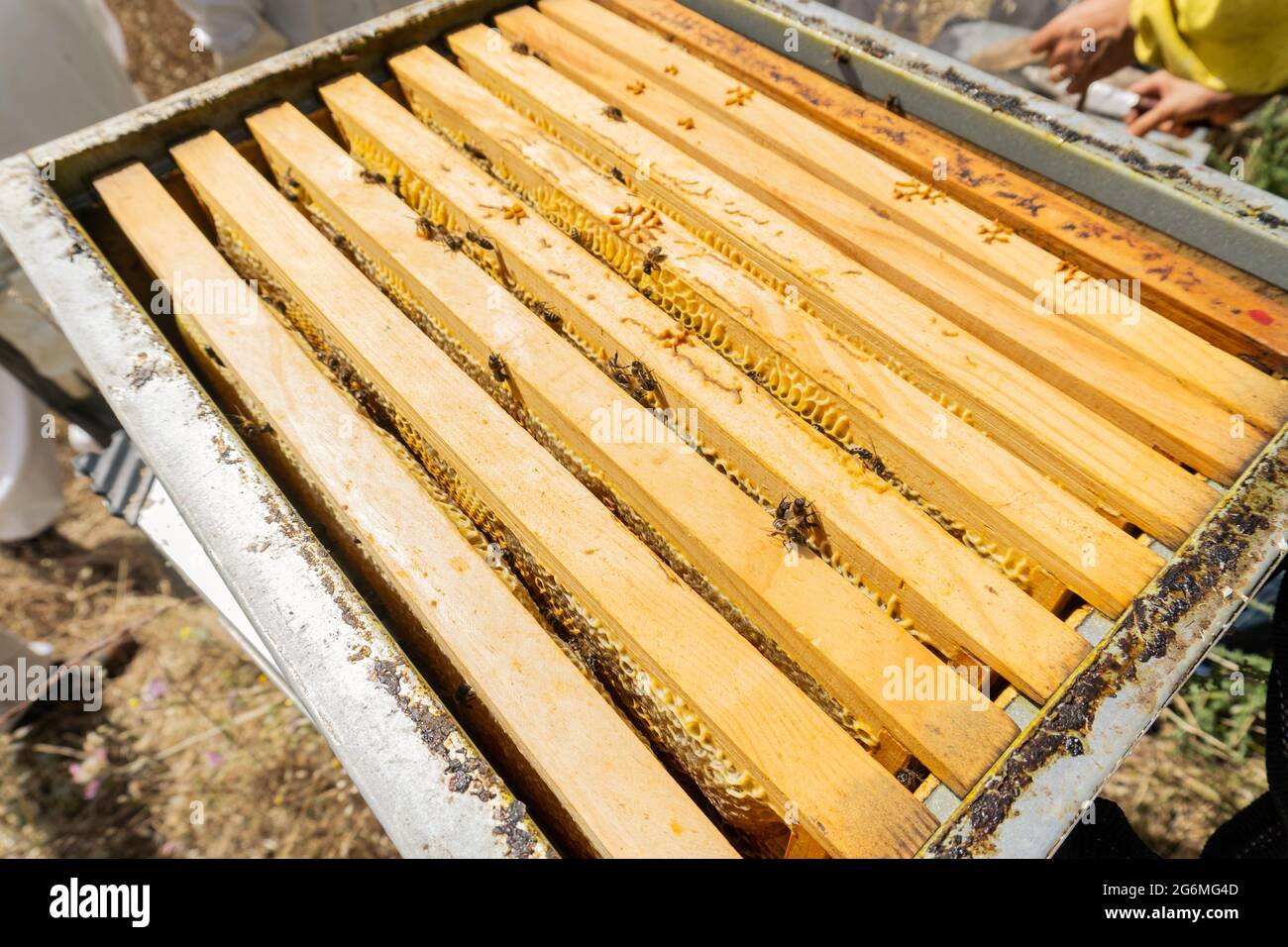 Horizontal hive of bees in an apiary. Modern beekeeping concept Stock ...