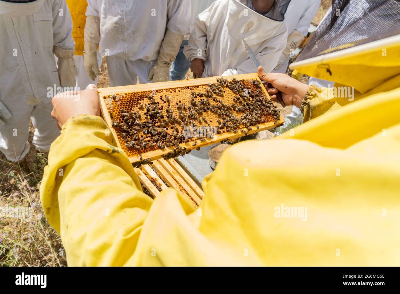 Group of beekeepers working on the apiary. Modern beekeeping concept ...