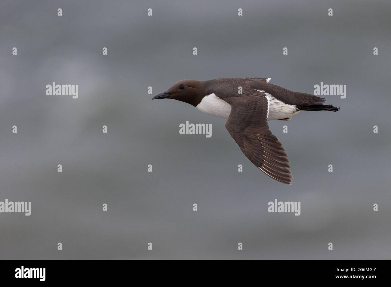 Guillemot in flight uk hi-res stock photography and images - Alamy