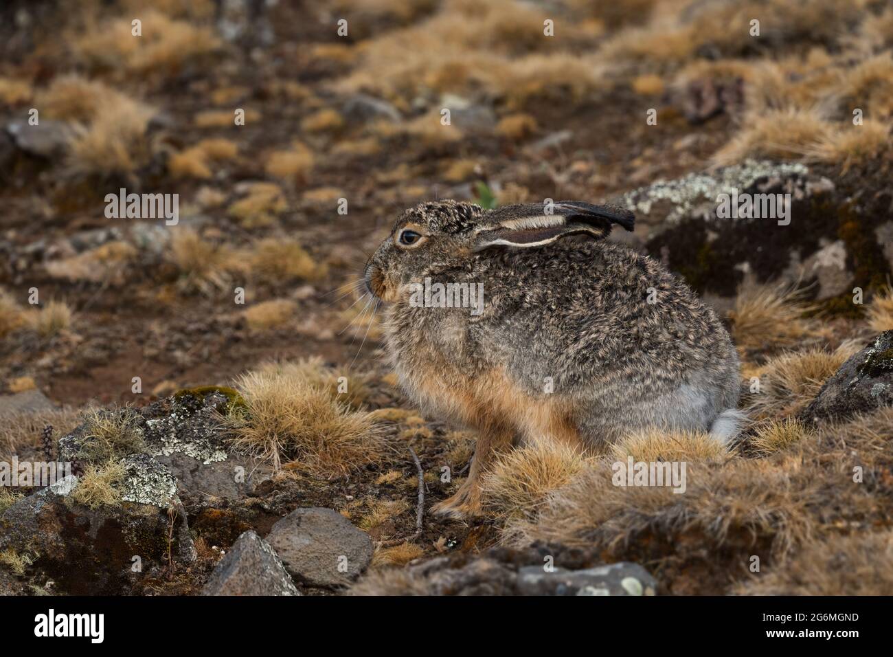 Ethiopian Highland Hare - Lepus starcki, beautiful hare endemic to ...