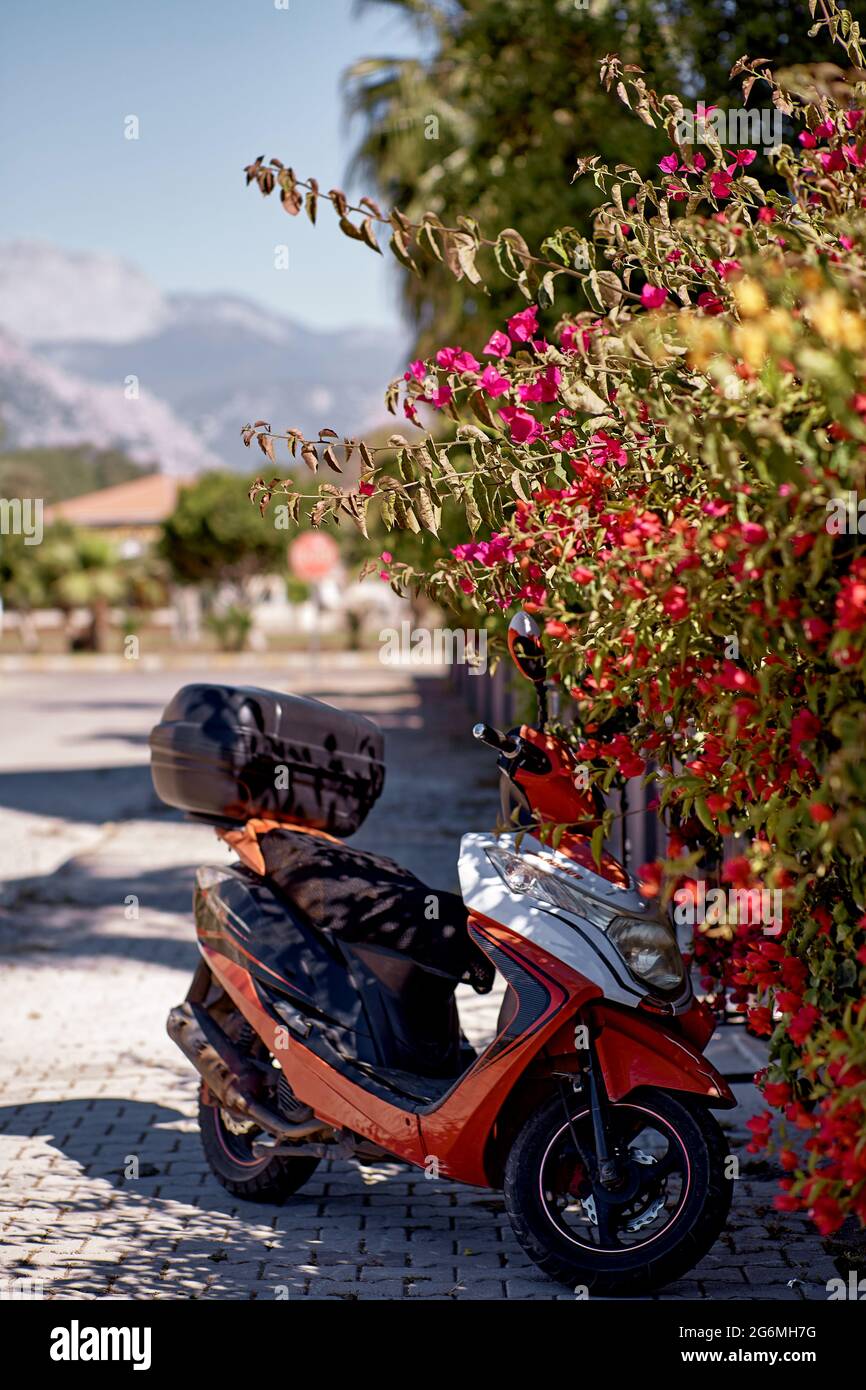 Red and black motorcycle under a bush of bougainvillea flower on a ...