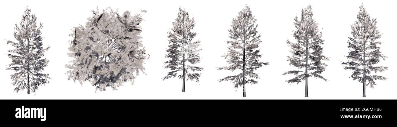 Set or collection of drawings of Pine group trees isolated on white ...