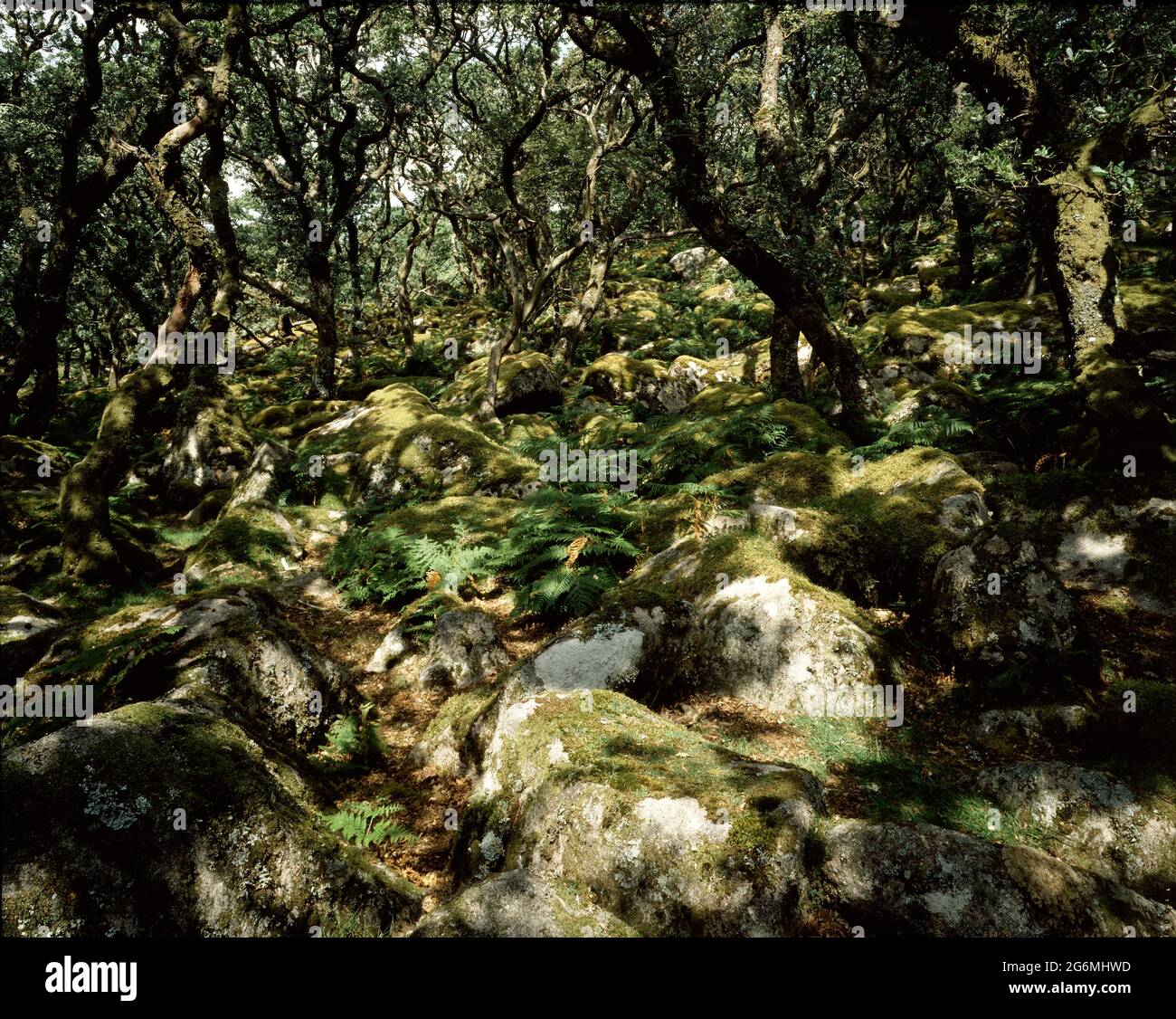 Narural Planet ancient woodland Forest floor Stock Photo - Alamy