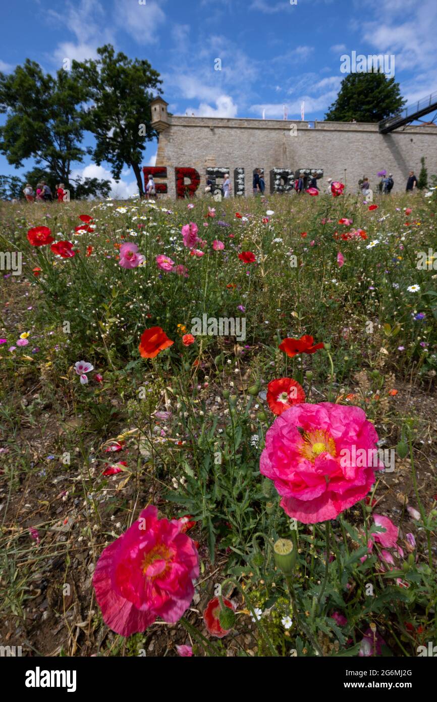 Erfurt, Germany. 07th July, 2021. Visitors walk along a flower meadow ...