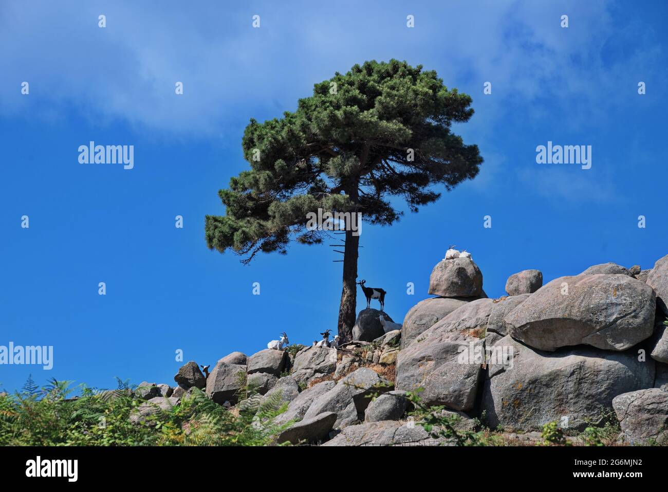 Animal in tree shade hi-res stock photography and images - Alamy