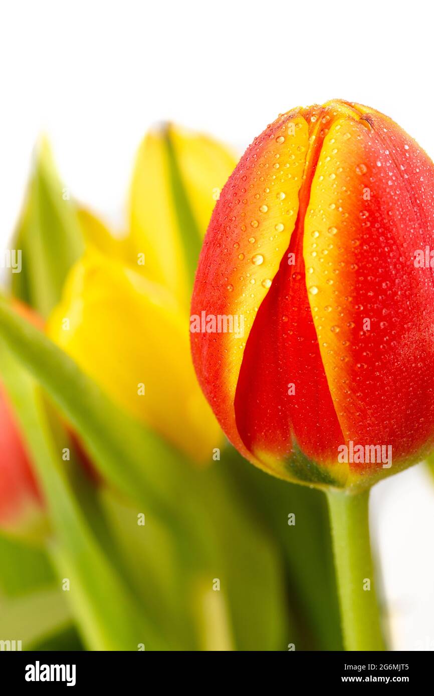 Beautiful Fresh Orange and Yellow Tulips on a White Background Stock ...