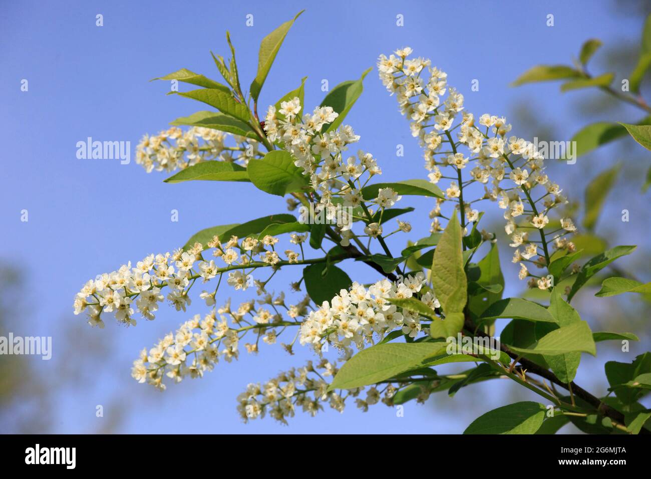 Spring, flowering tree, flowers Stock Photo - Alamy