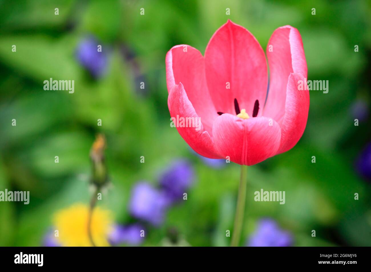 Tulip quebec hi-res stock photography and images - Alamy