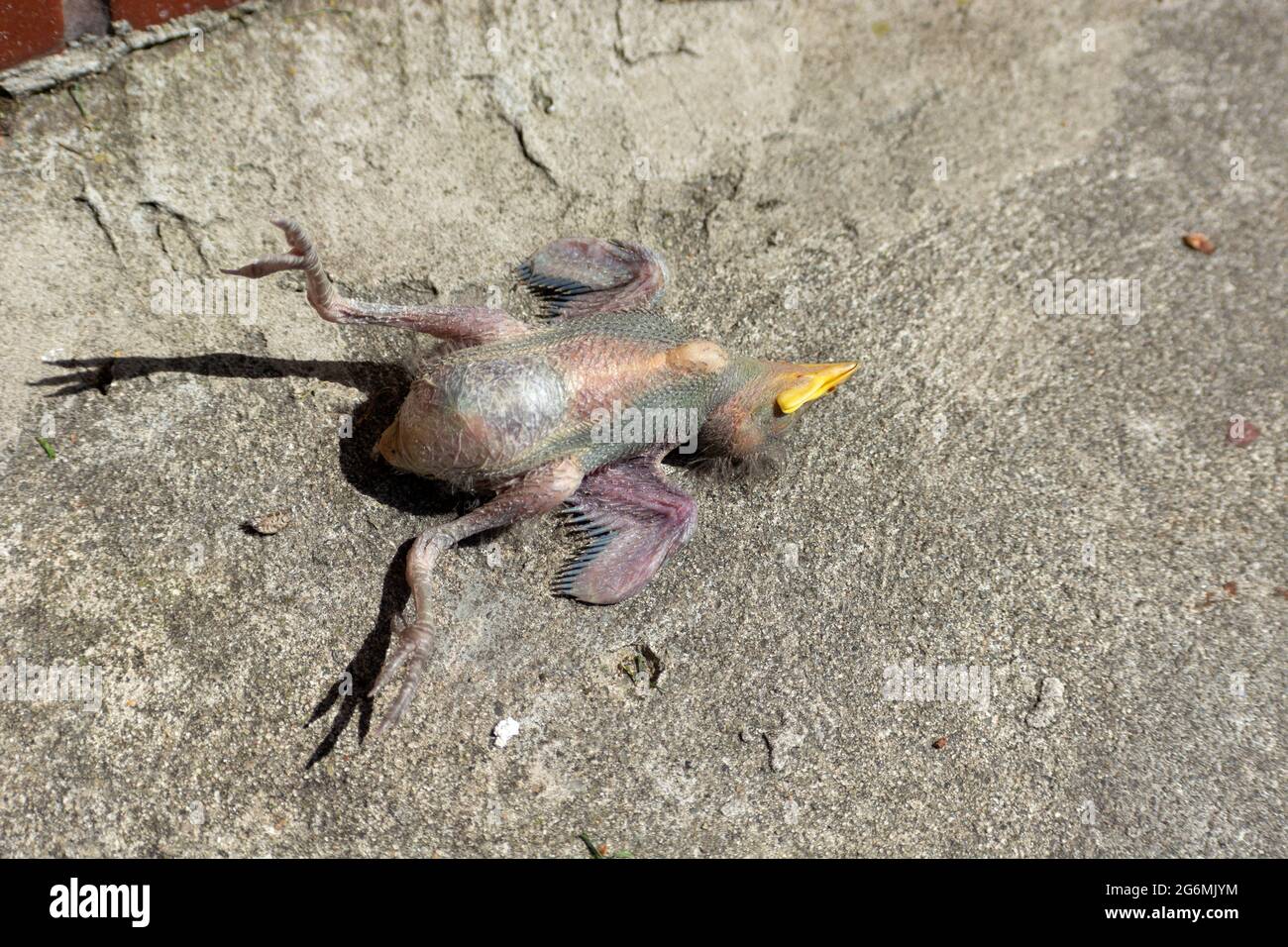 A dead starling chick lying on a concrete pavement Stock Photo - Alamy