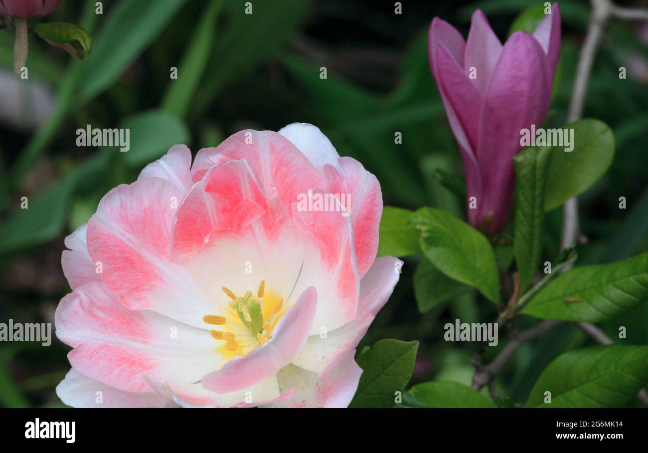 Spring seasons hi-res stock photography and images - Alamy