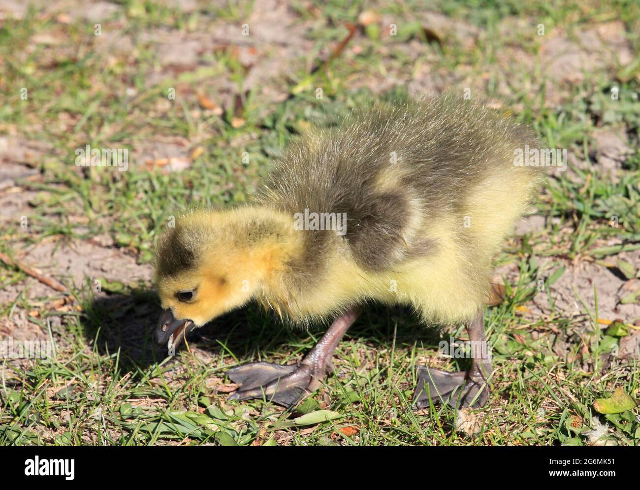 Fauna canada hi-res stock photography and images - Alamy