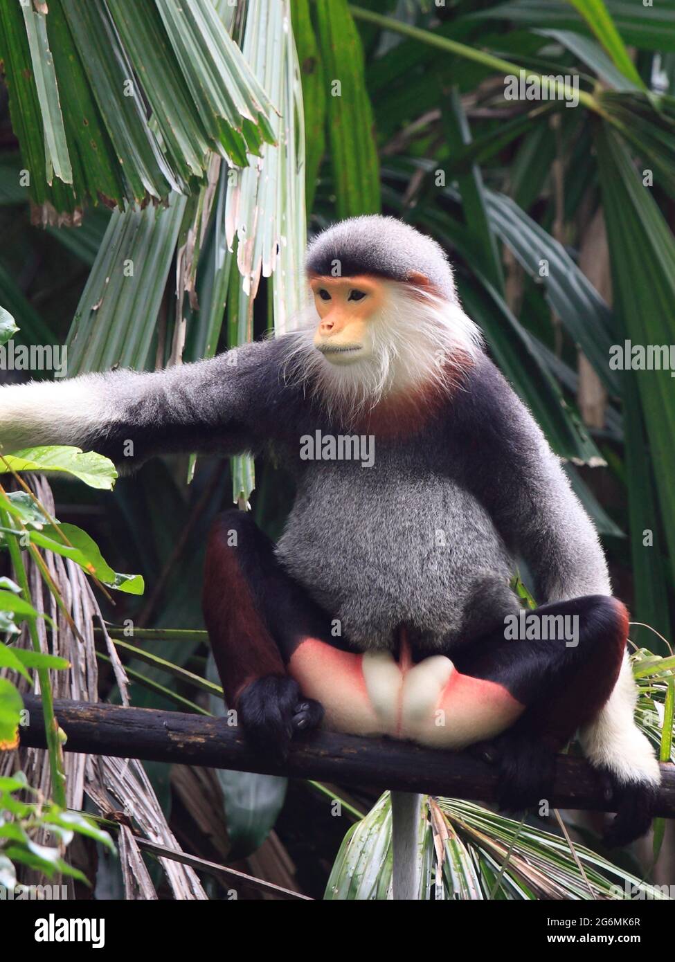 Red-shanked douc, pygathrix nemaeus, Singapore Zoo Stock Photo - Alamy